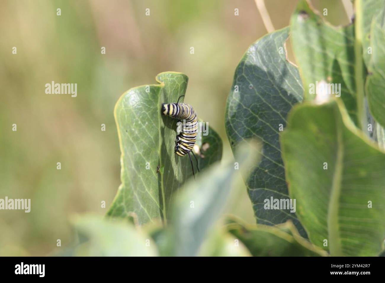 broadleaf milkweed (Asclepias latifolia Stock Photo - Alamy