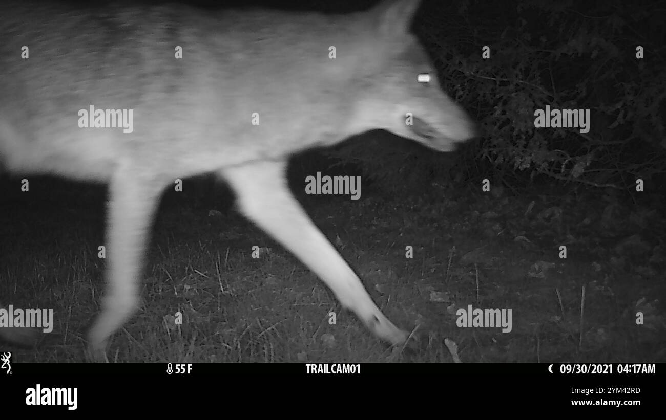Coyote (Canis latrans Stock Photo - Alamy Coyote (Canis latrans Stock Photo - Alamy