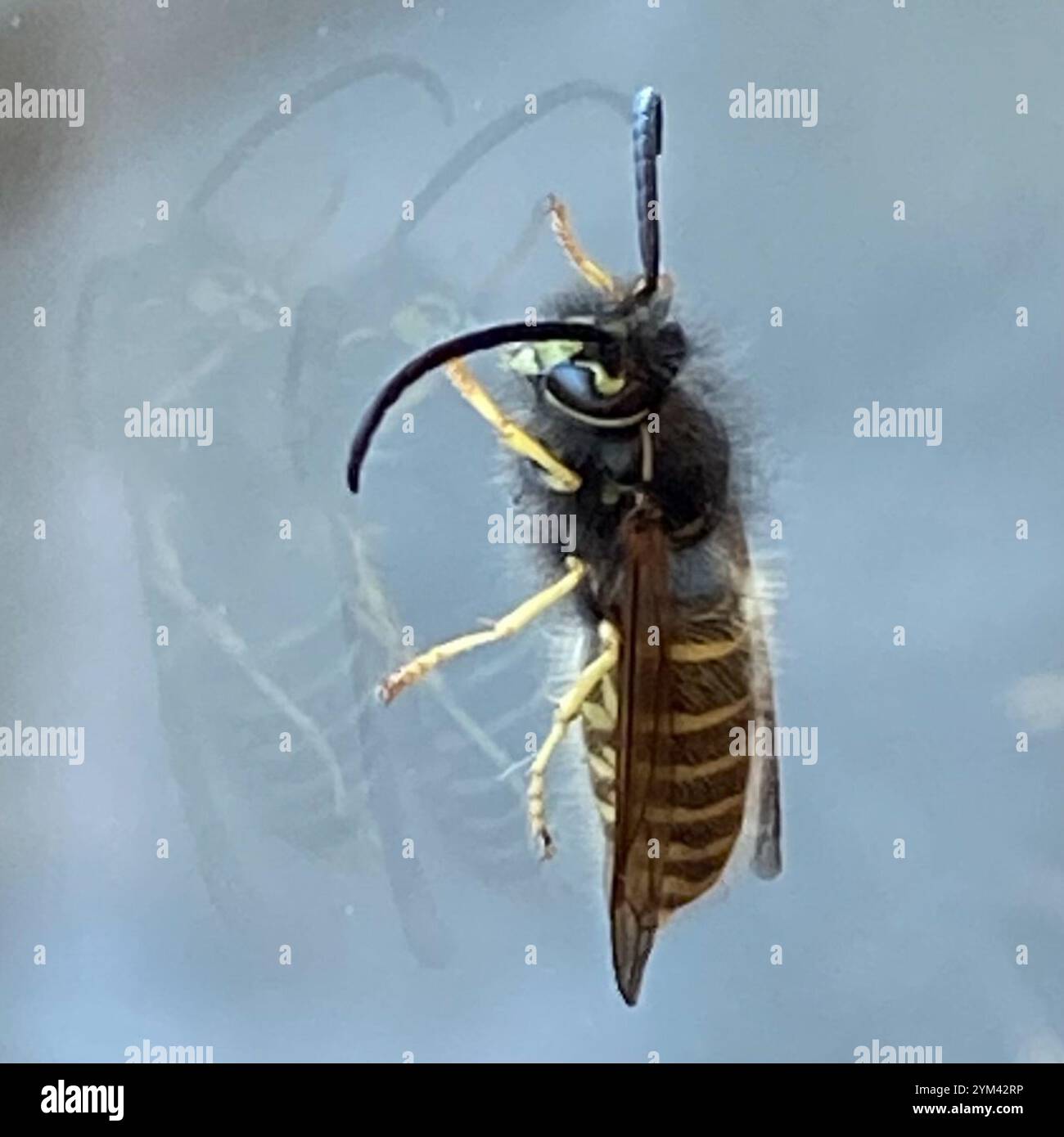 Common European Yellowjacket (Vespula vulgaris Stock Photo - Alamy