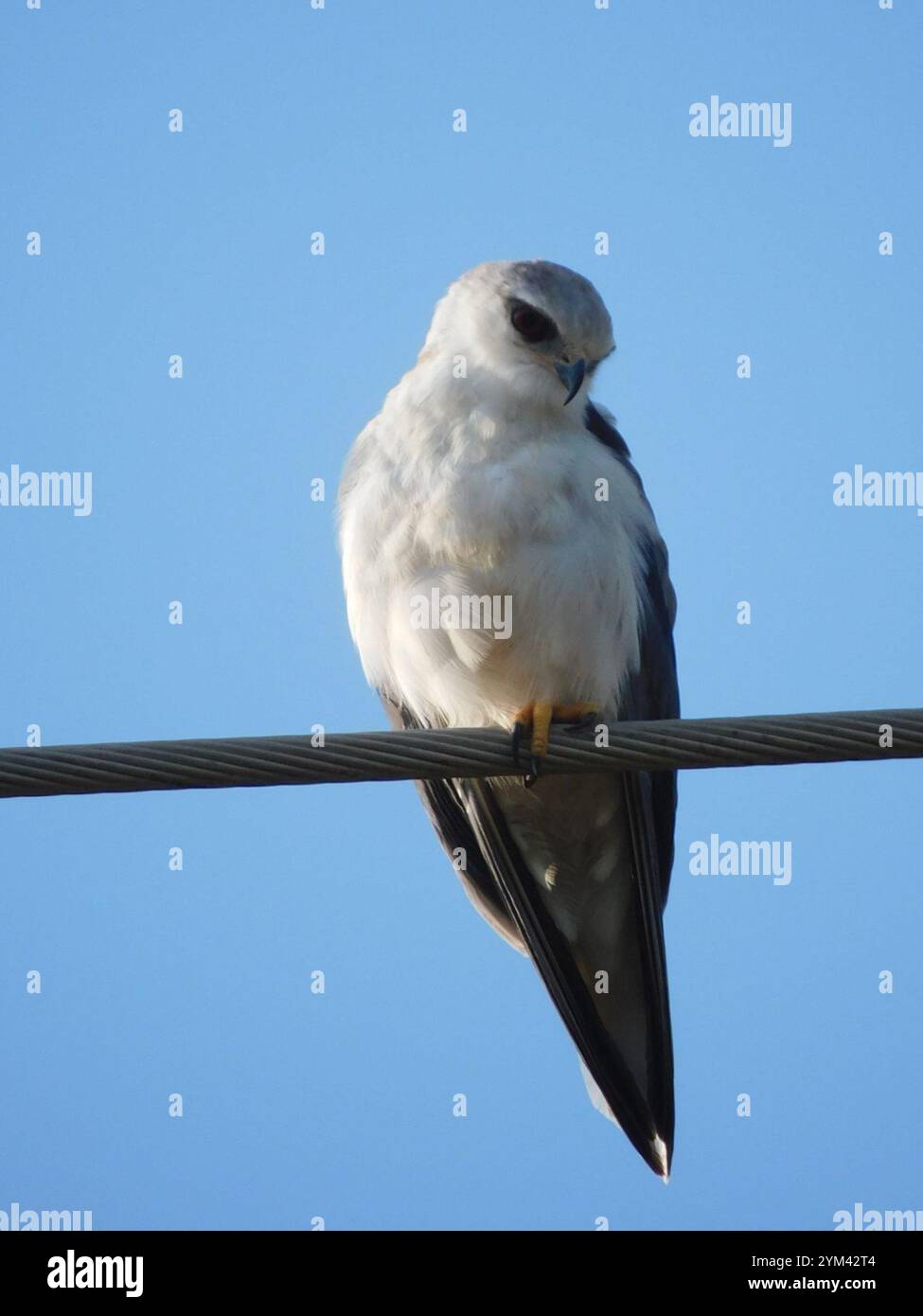 Black-winged Kite (Elanus caeruleus Stock Photo - Alamy