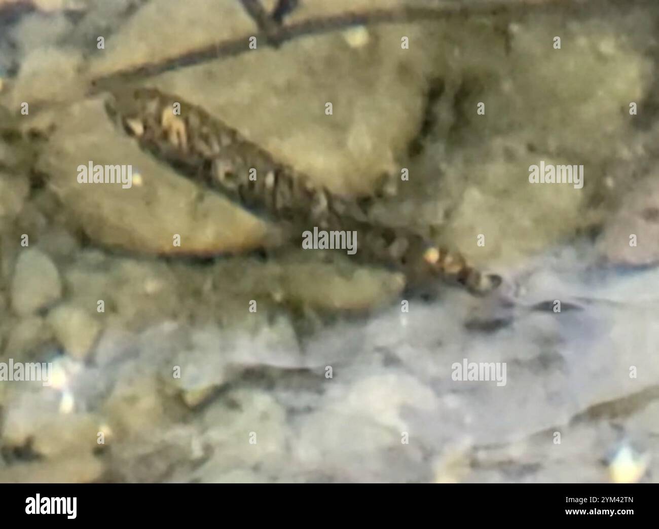 Ray-finned Fishes (Actinopterygii Stock Photo - Alamy