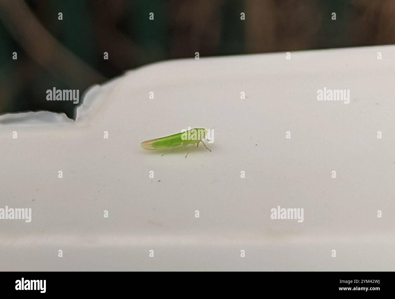 Empoasca hi-res stock photography and images - Alamy