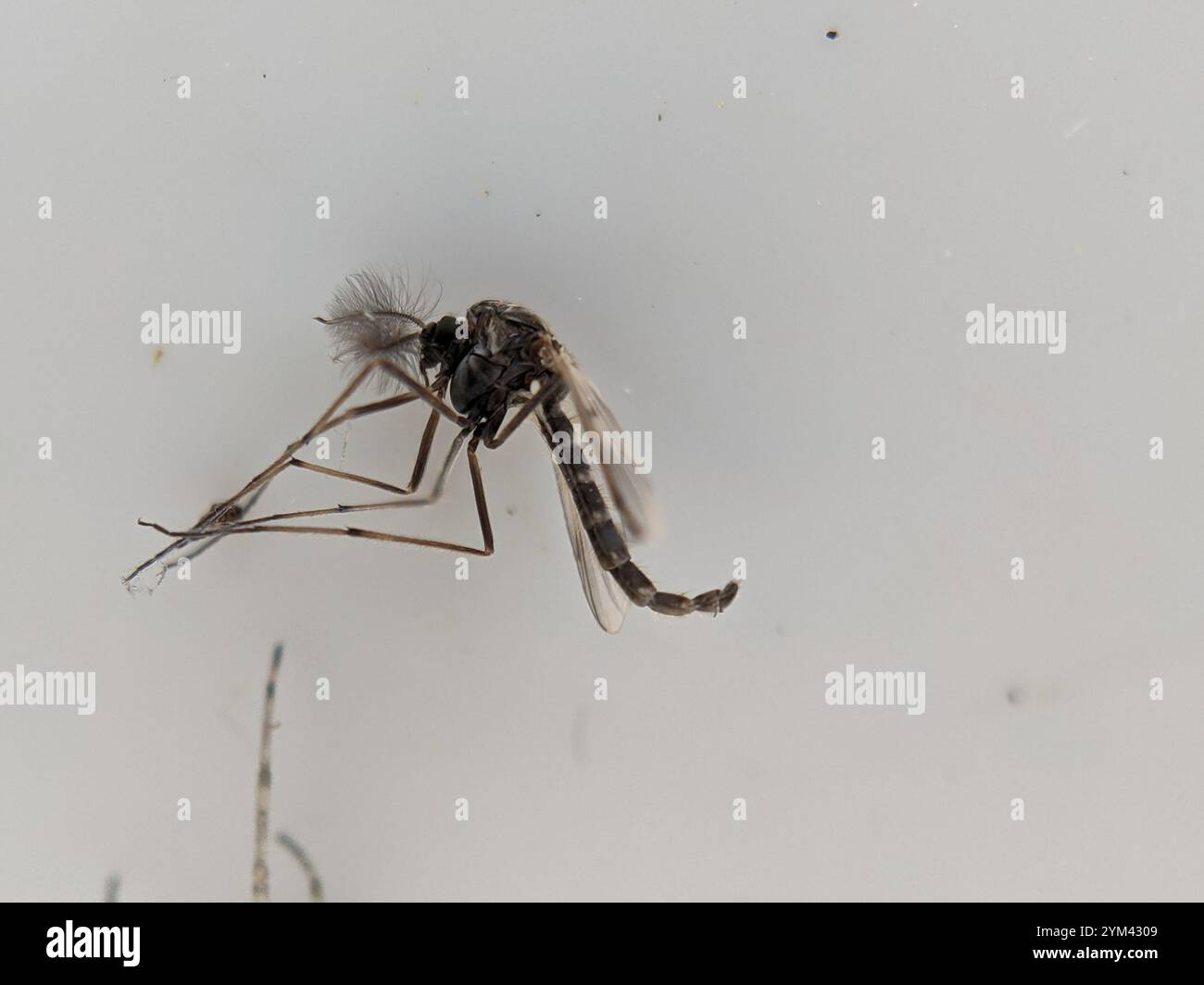 Non-biting Midges (Chironomidae Stock Photo - Alamy