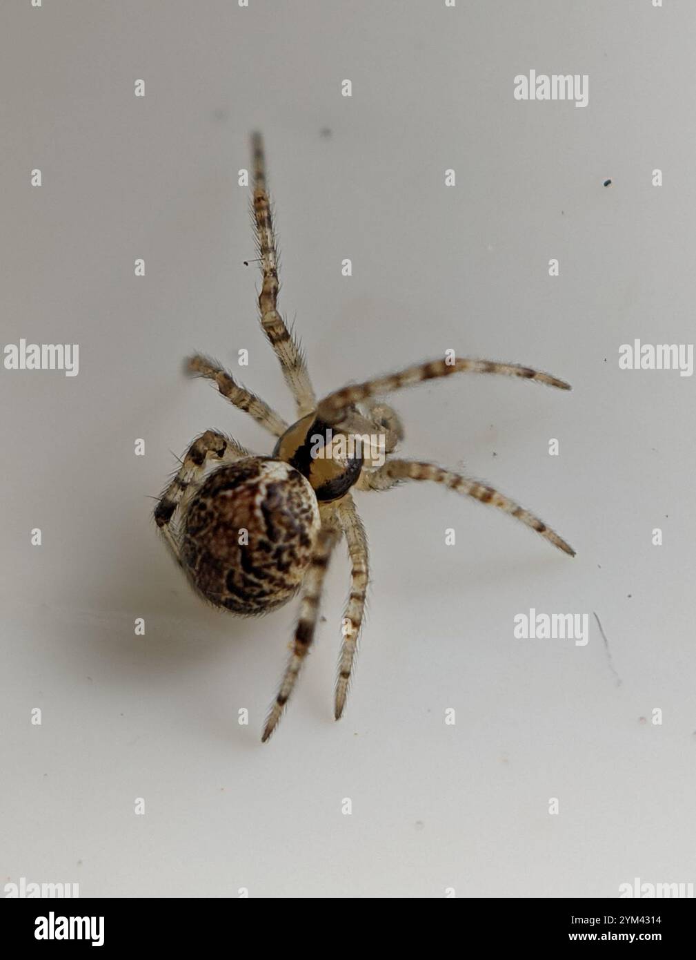 Typical Cobweb Spiders (Theridion Stock Photo - Alamy