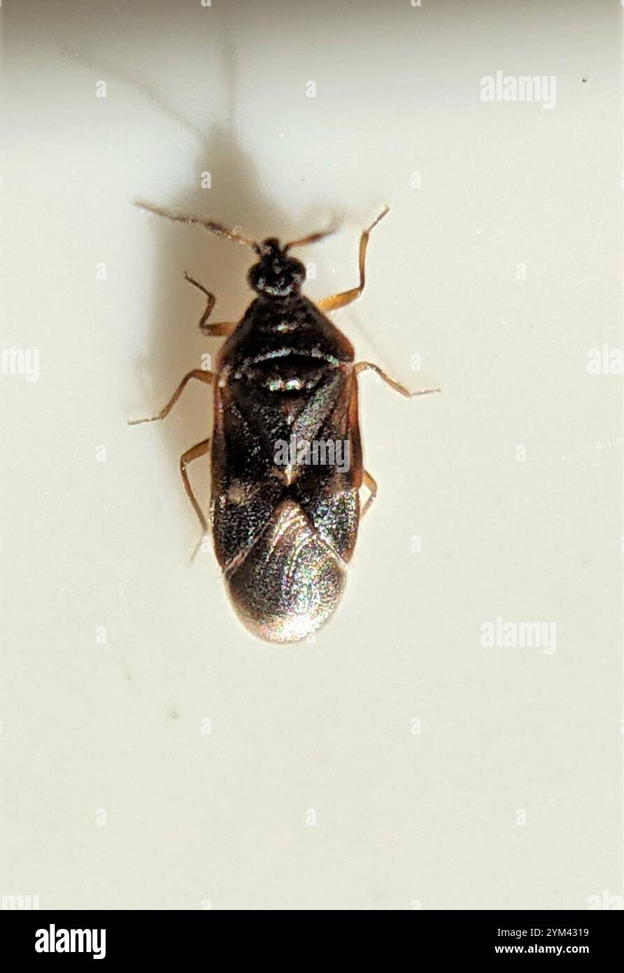 Minute pirate bugs hi-res stock photography and images - Alamy