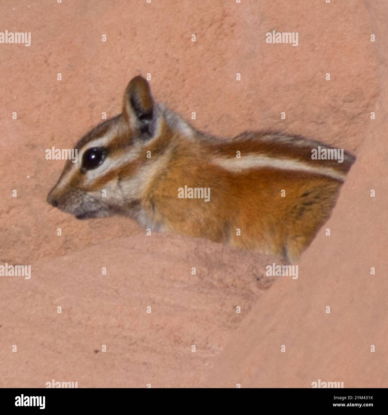 Western Chipmunks (Neotamias Stock Photo - Alamy