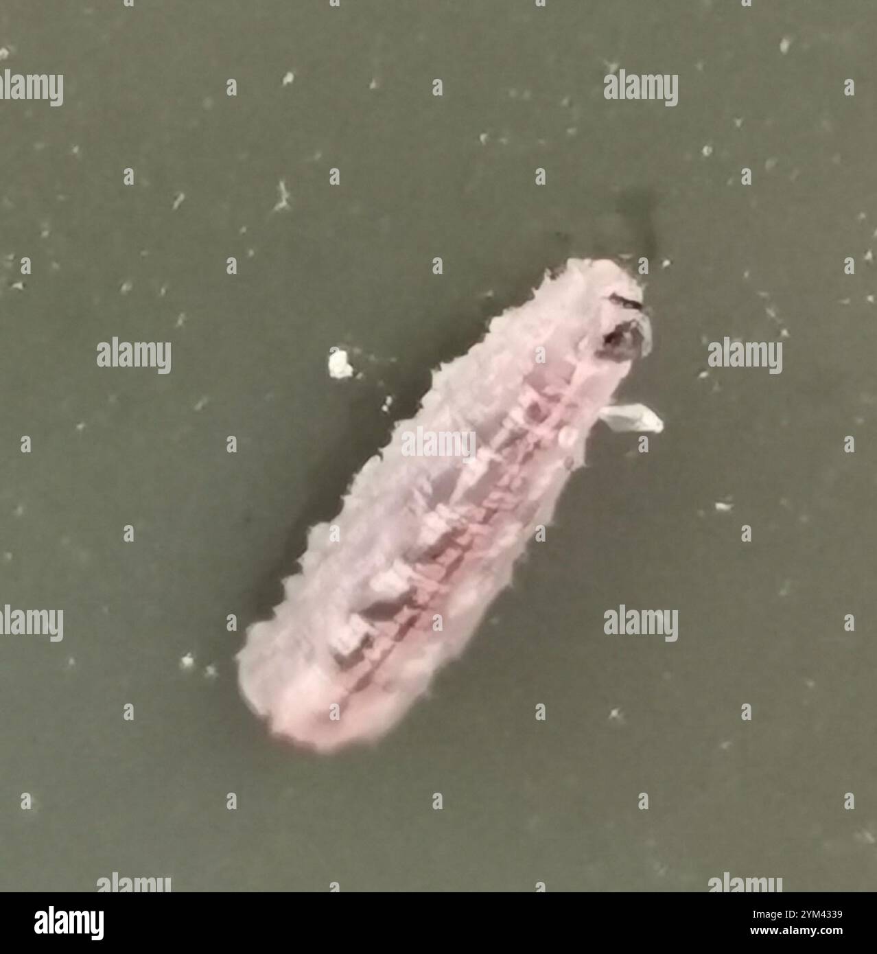 Typical Hover Flies (Syrphinae Stock Photo - Alamy