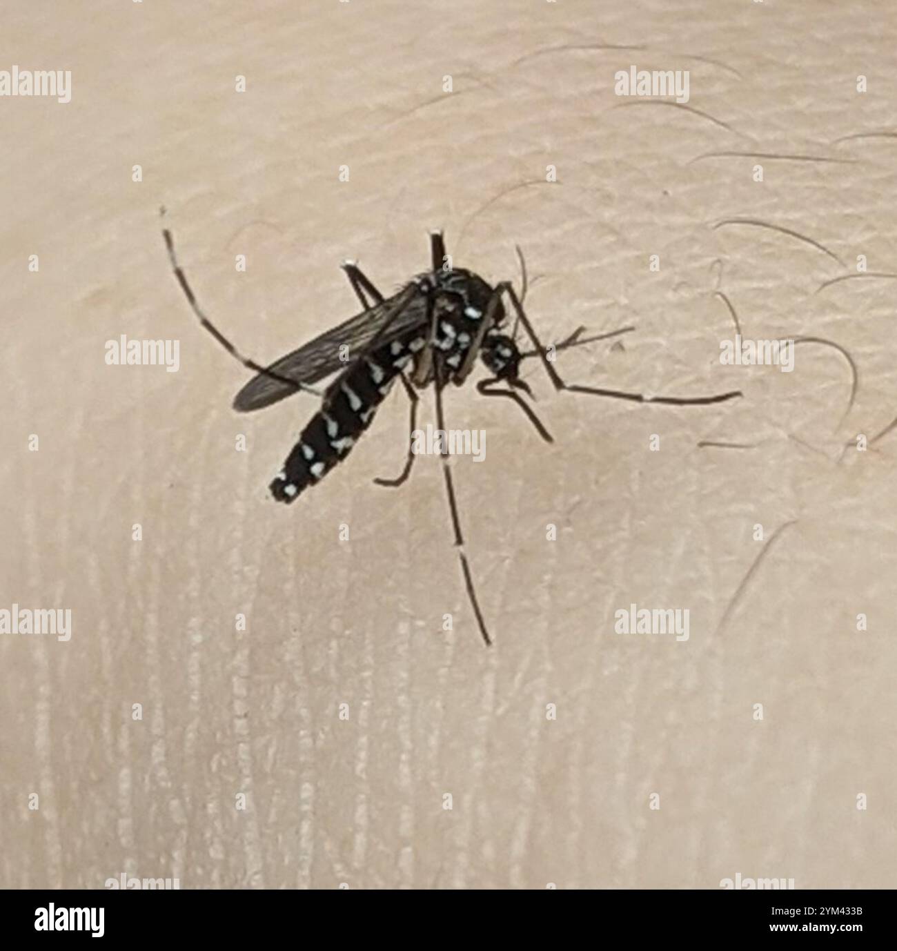 Asian Tiger Mosquito (Aedes albopictus Stock Photo - Alamy