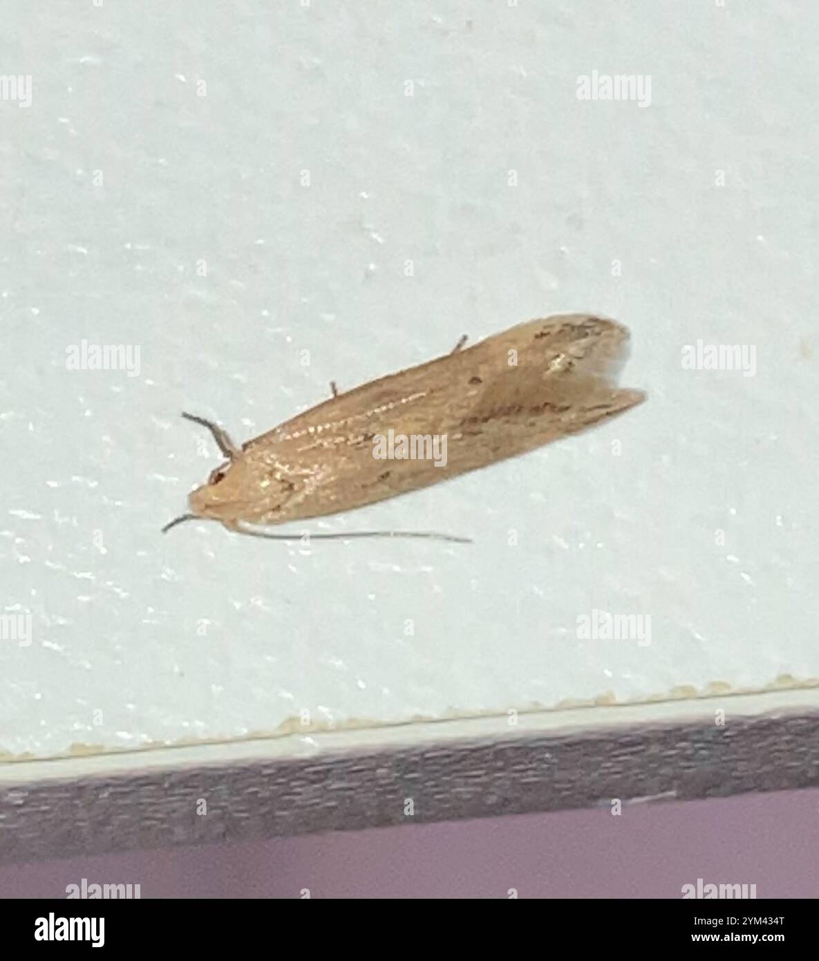 Sitotroga cerealella hi-res stock photography and images - Alamy