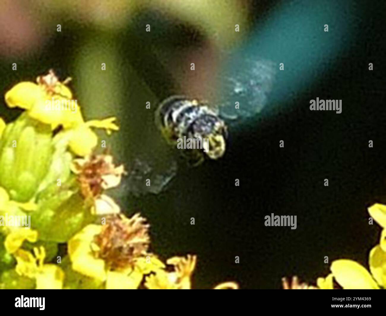 Armored-Resin bees (Heriades Stock Photo - Alamy