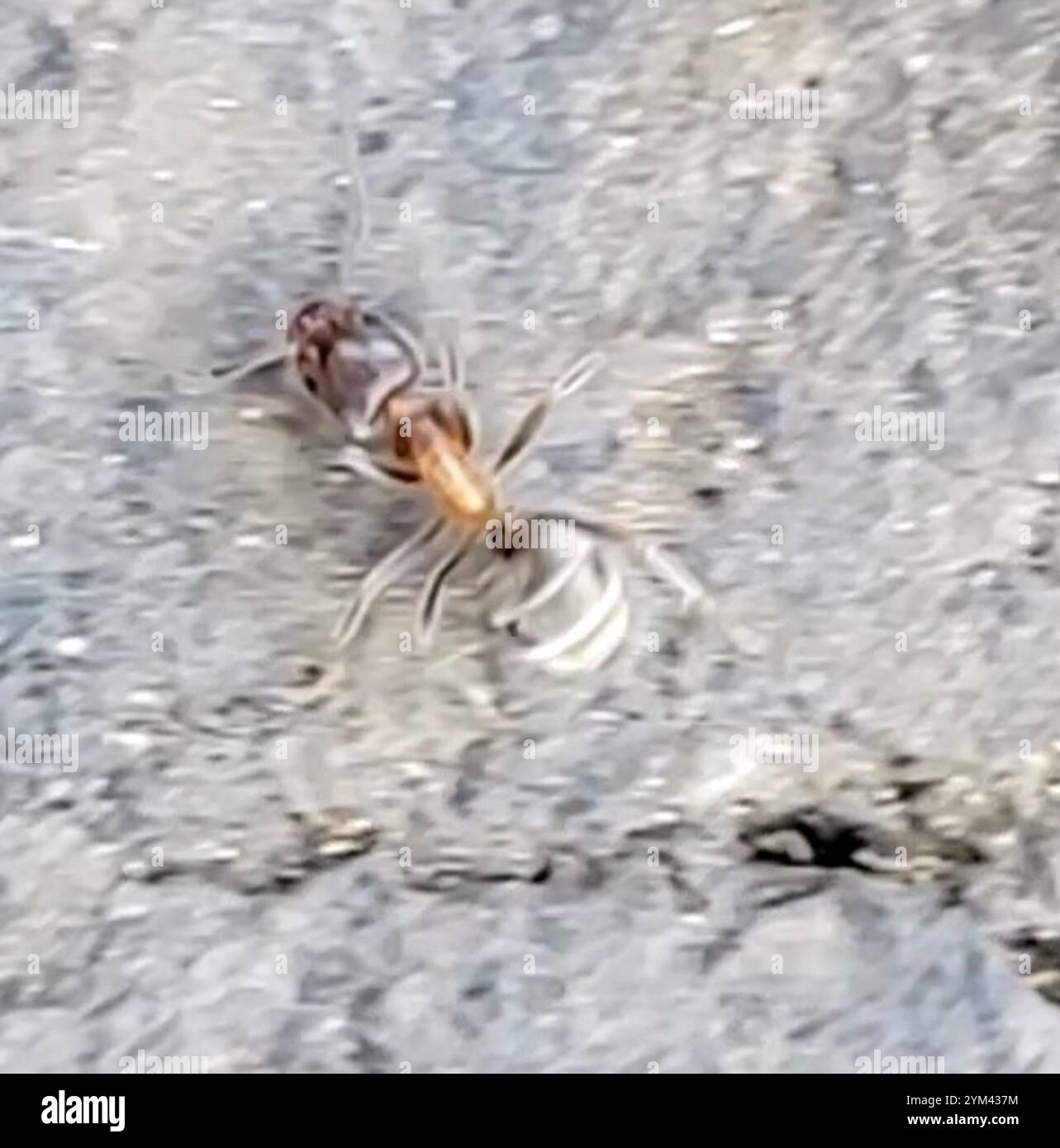 Western Velvety Tree Ant (Liometopum occidentale Stock Photo - Alamy