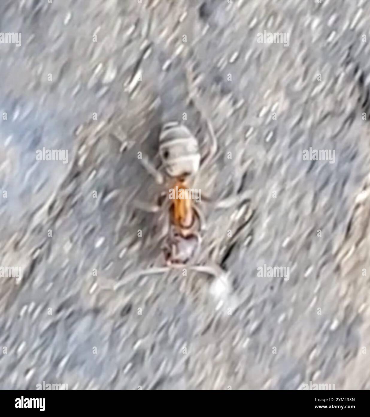 Western Velvety Tree Ant (Liometopum occidentale Stock Photo - Alamy