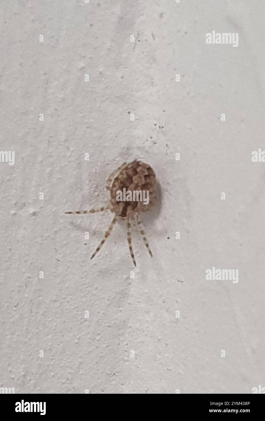 Typical Cobweb Spiders (Theridion Stock Photo - Alamy