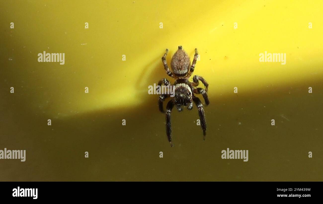 Mediterranean white-banded spider (Evarcha jucunda Stock Photo - Alamy