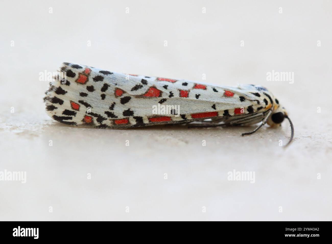 Rattlepod Moths (Utetheisa Stock Photo - Alamy