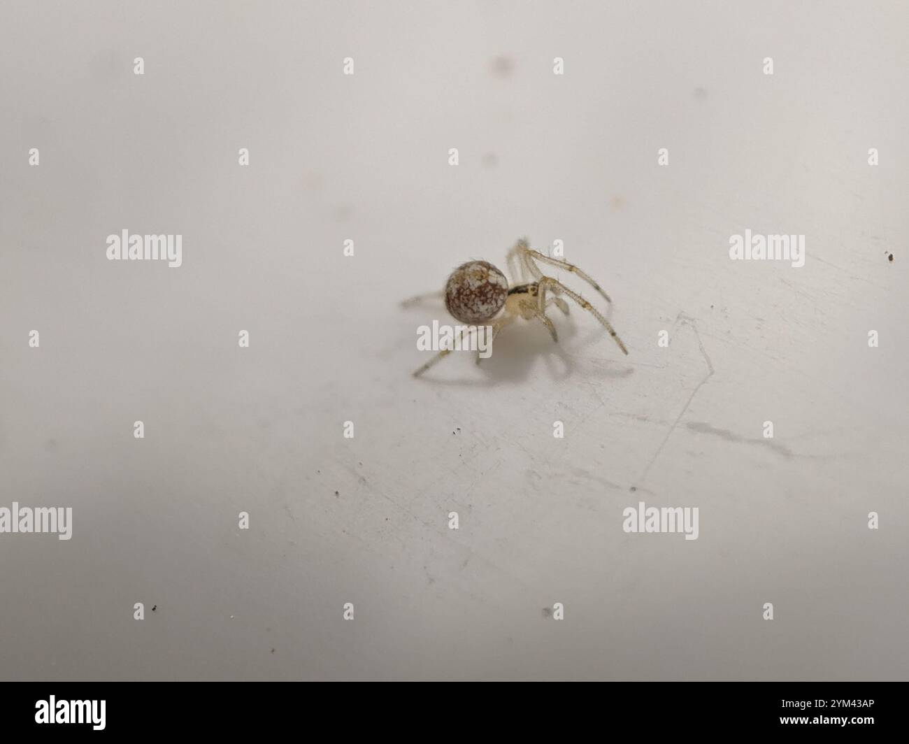 Typical Cobweb Spiders (Theridion Stock Photo - Alamy