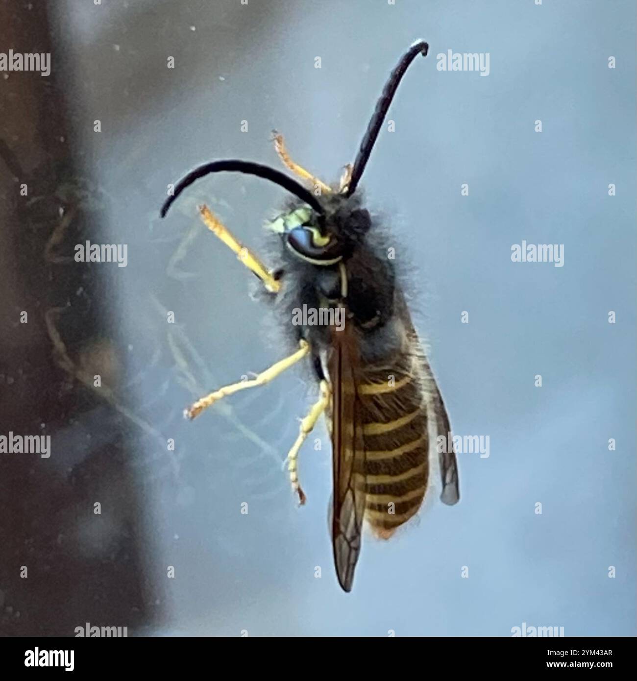 Common European Yellowjacket (Vespula vulgaris Stock Photo - Alamy
