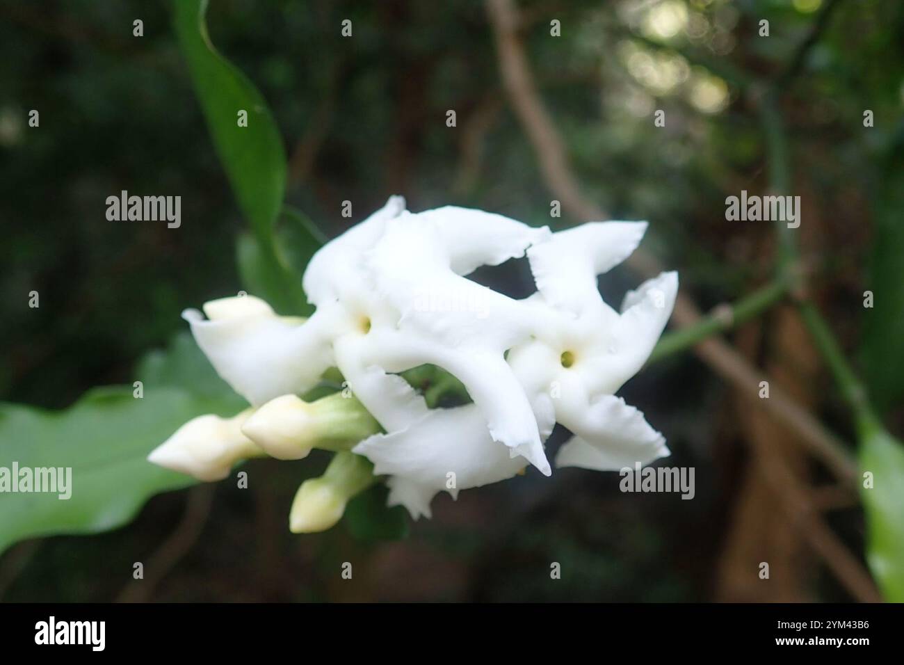 forest toad-tree (Tabernaemontana ventricosa Stock Photo - Alamy