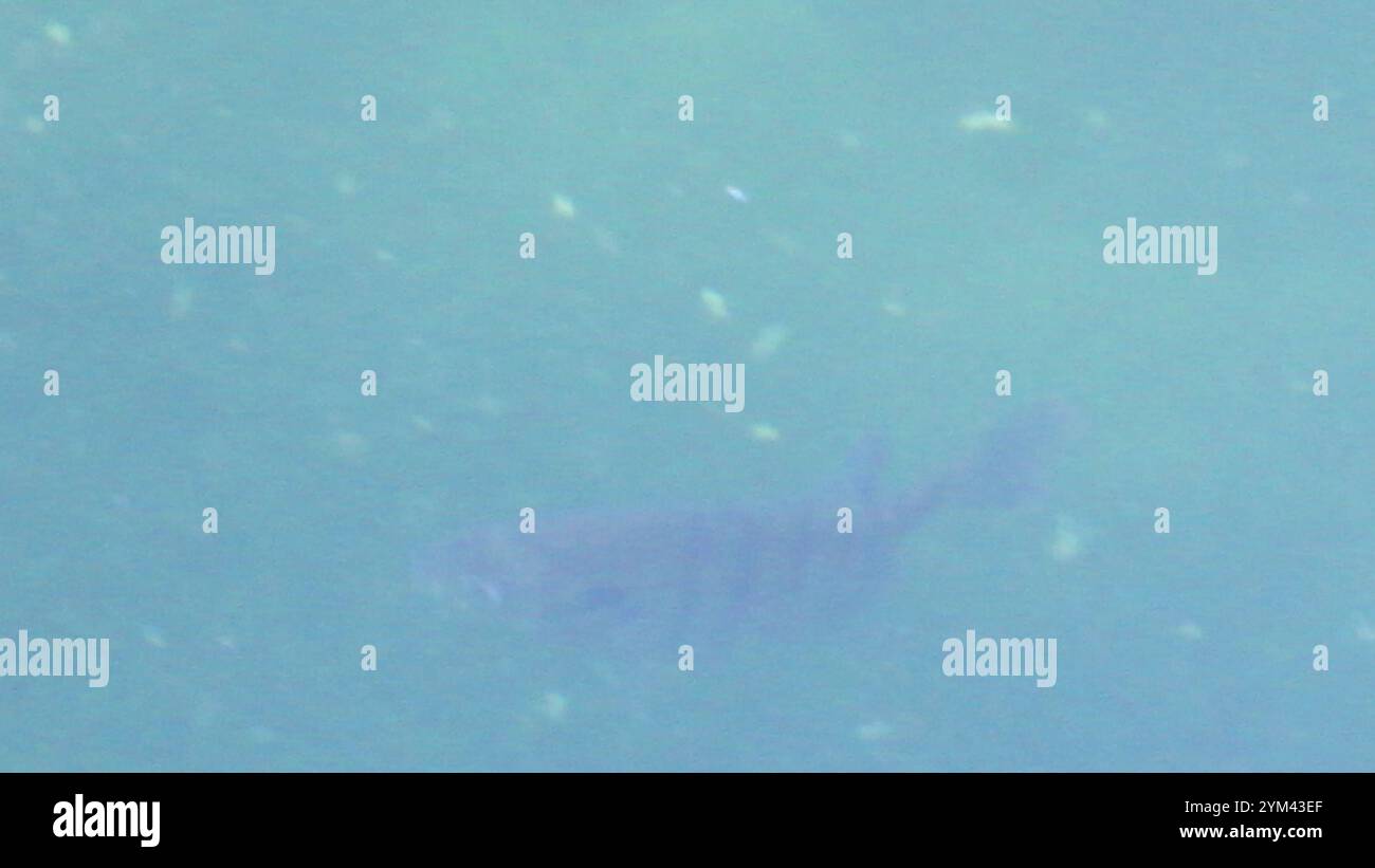 Common Sunfishes (Lepomis Stock Photo - Alamy