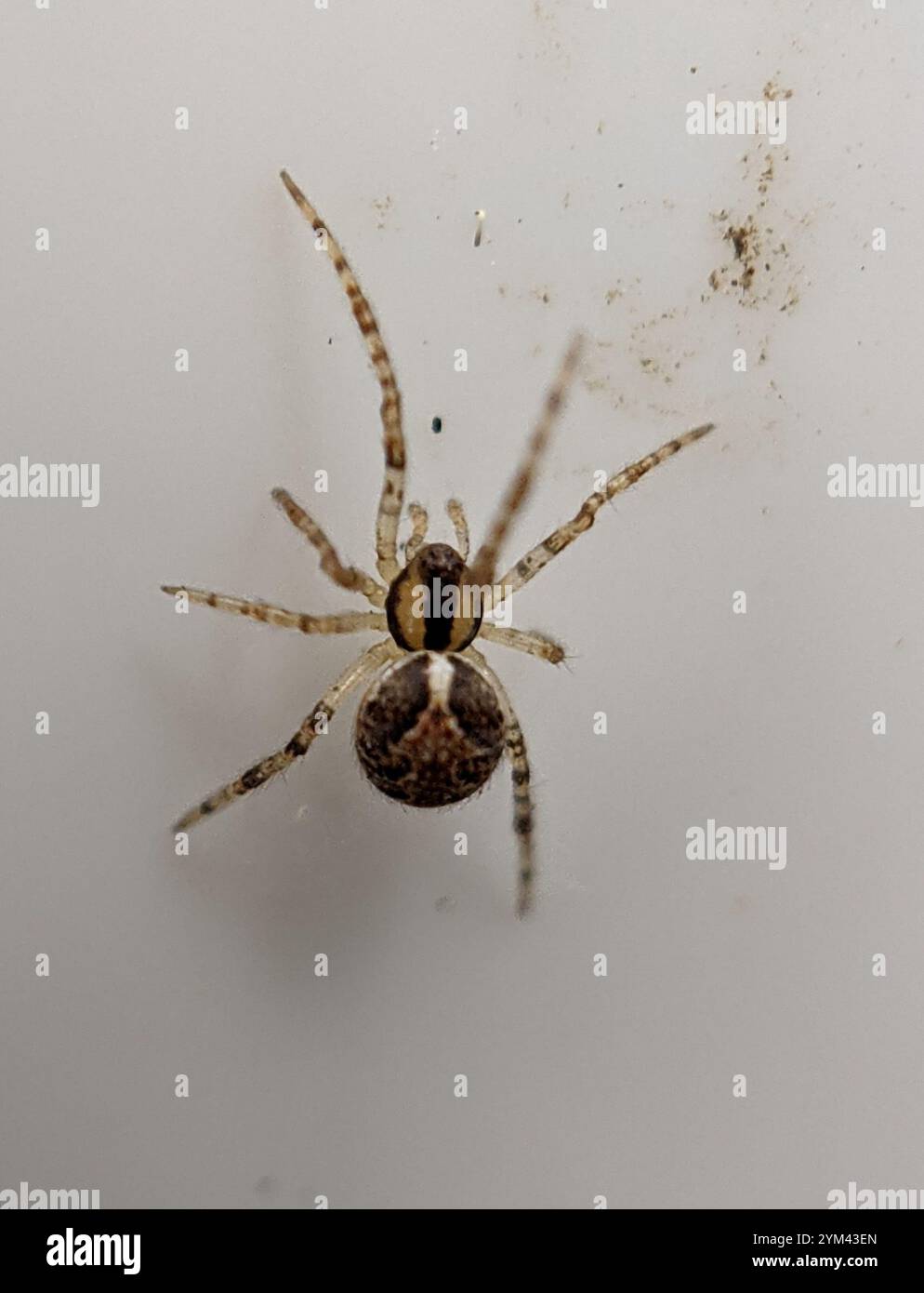 Typical Cobweb Spiders (Theridion Stock Photo - Alamy