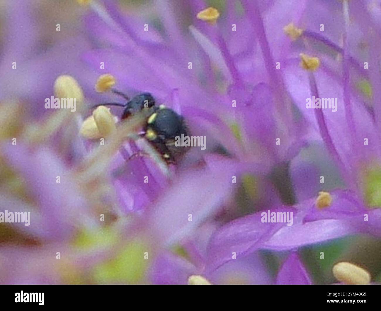 Masked Bees (Hylaeus Stock Photo - Alamy