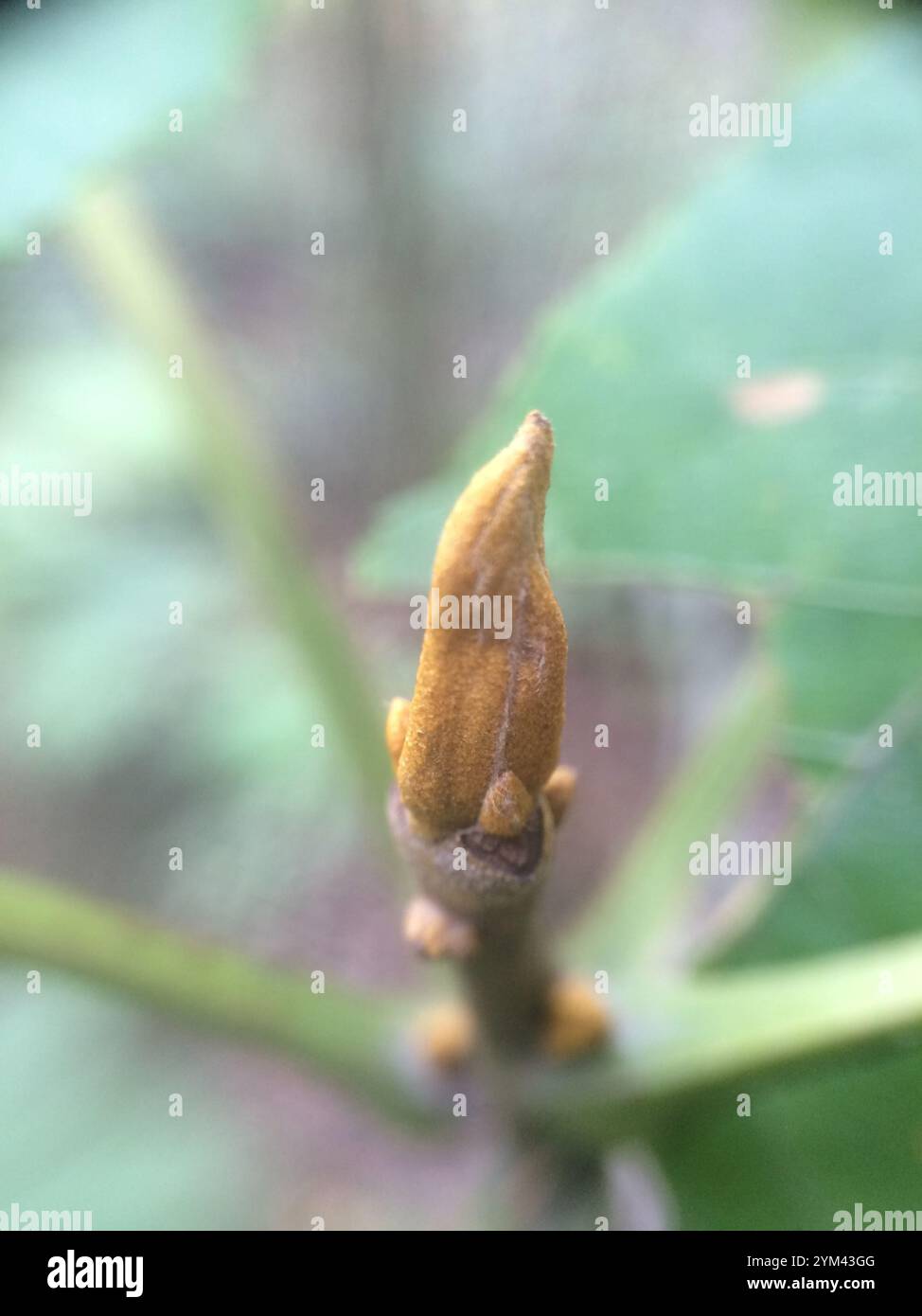 bitternut hickory (Carya cordiformis Stock Photo - Alamy