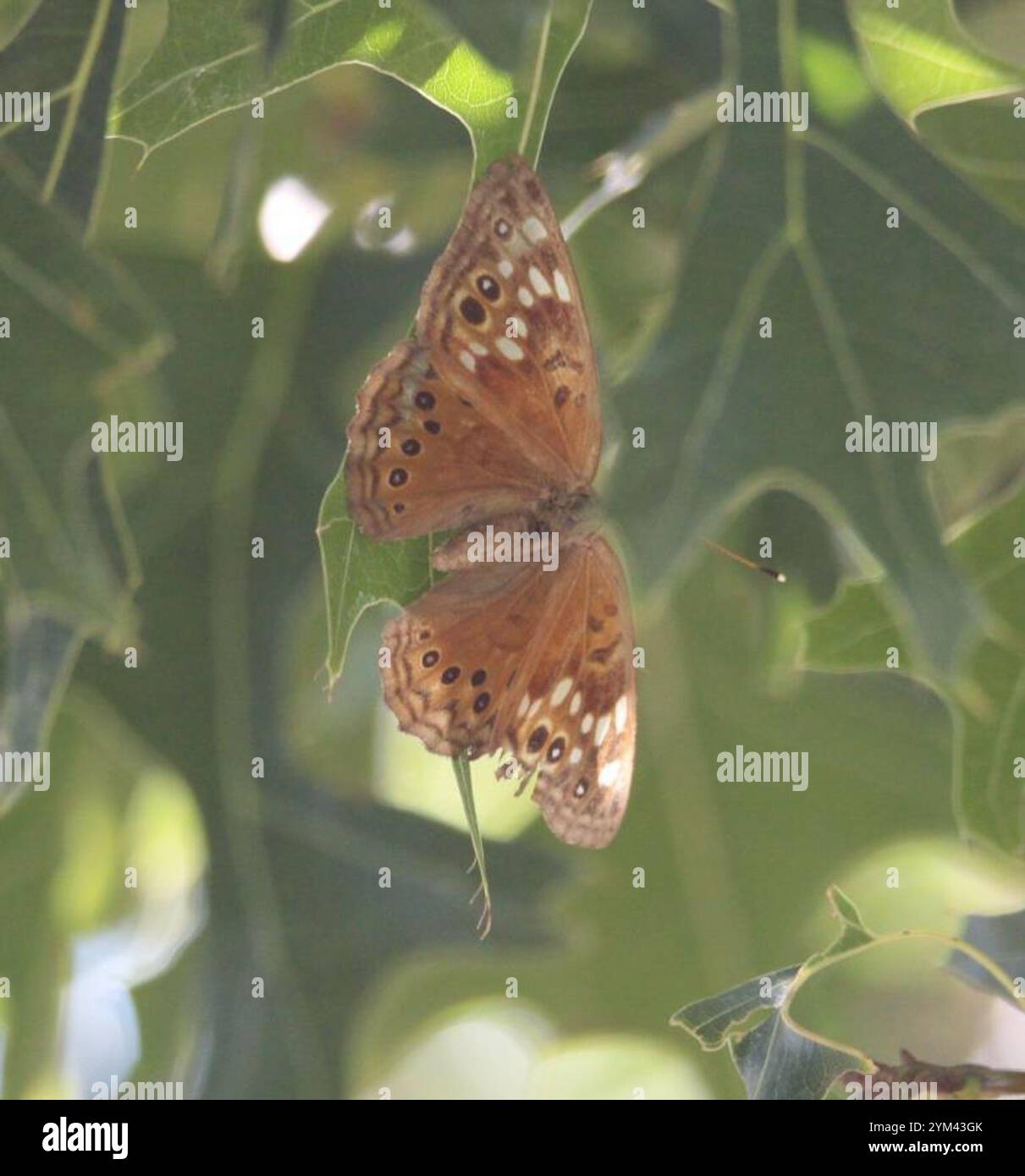 Hackberry Emperor (Asterocampa celtis Stock Photo - Alamy