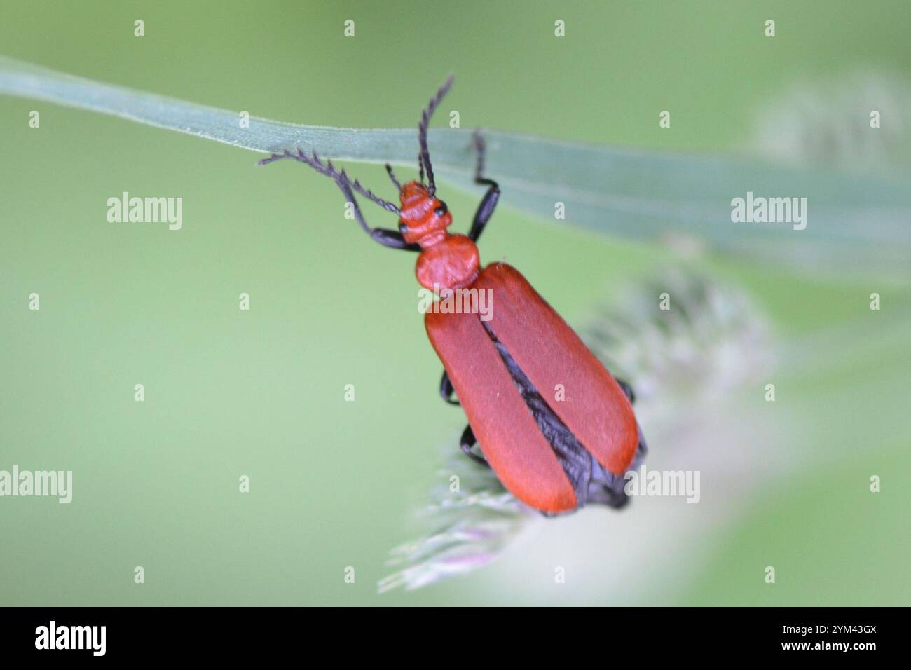 Common Cardinal Beetle (Pyrochroa serraticornis Stock Photo - Alamy