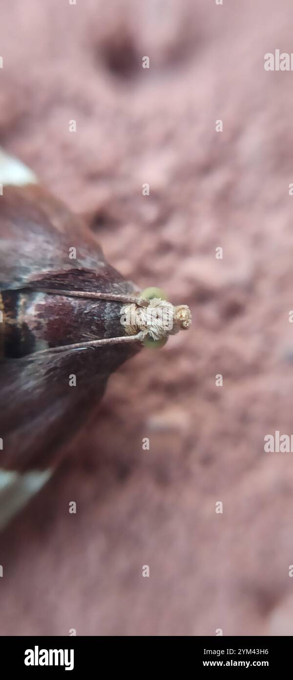 Meal moth (Pyralis farinalis Stock Photo - Alamy