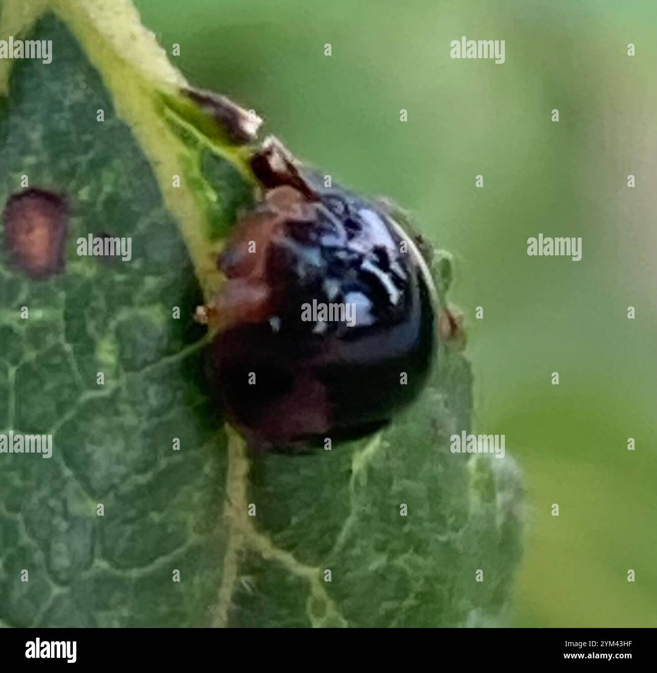 Chilocorus nigritus hi-res stock photography and images - Alamy