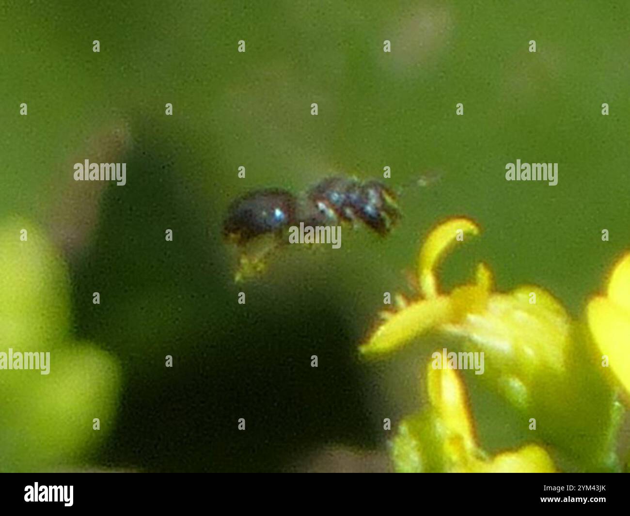 Masked Bees (Hylaeus Stock Photo - Alamy