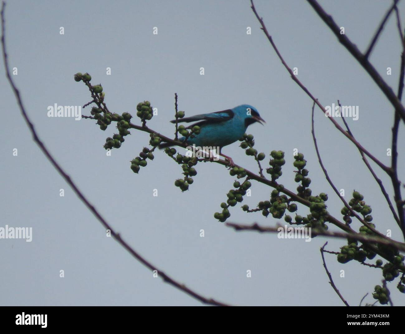 Blue Dacnis (Dacnis cayana Stock Photo - Alamy