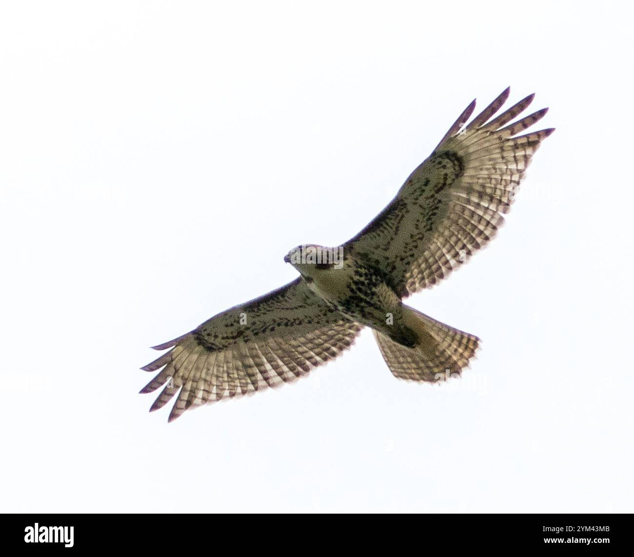 The red tailed hawk Cut Out Stock Images & Pictures - Alamy
