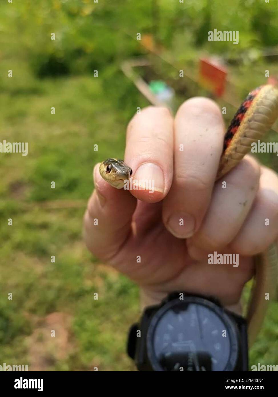 Valley Garter Snake (Thamnophis sirtalis fitchi Stock Photo - Alamy