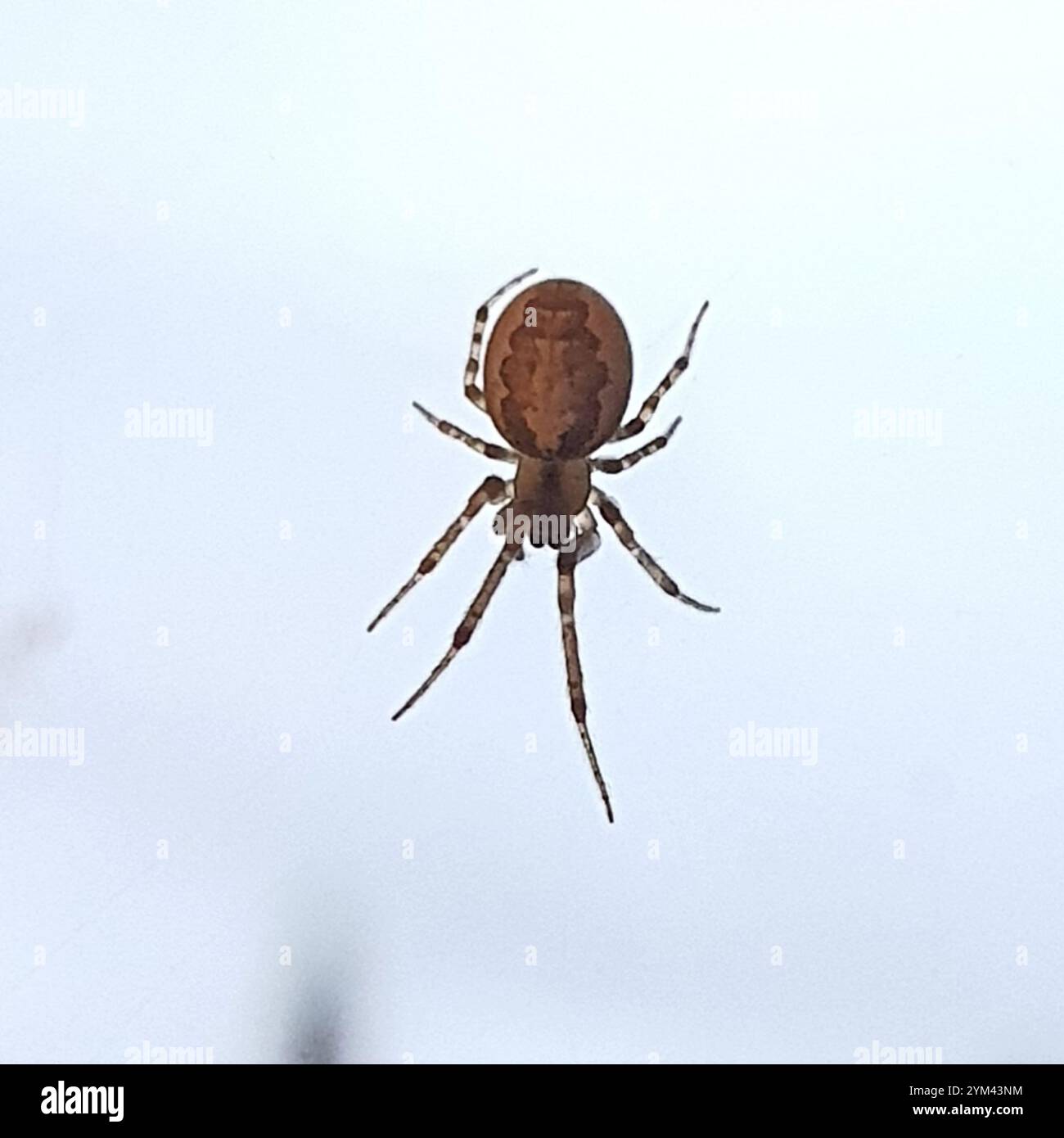 Silver-sided Sector Spider (Zygiella x-notata Stock Photo - Alamy