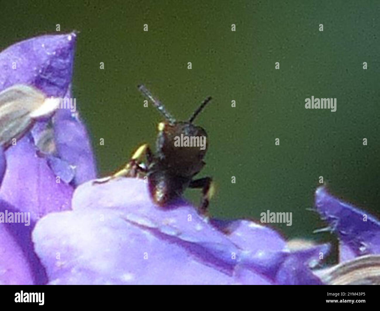 Masked Bees (Hylaeus Stock Photo - Alamy
