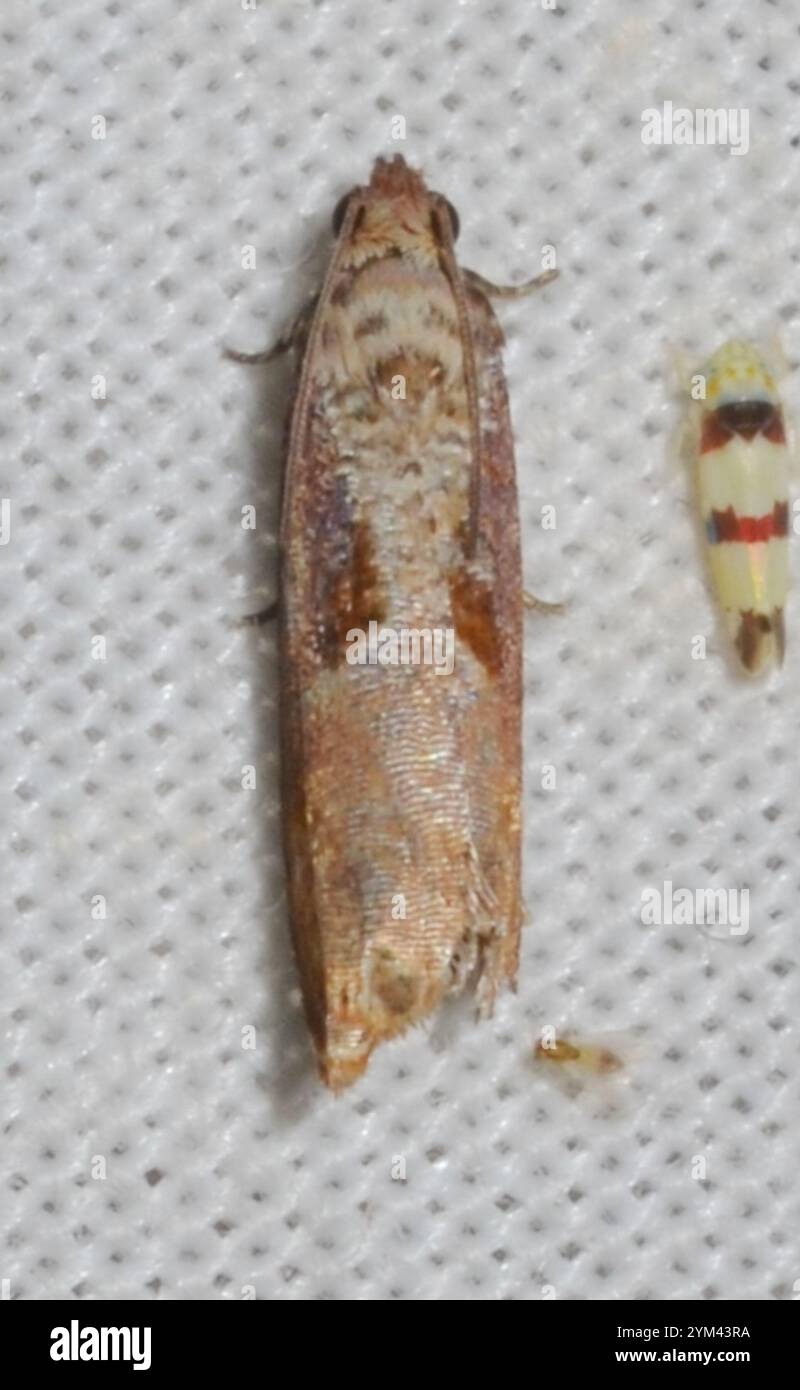 Maple Tip Borer Moth (Episimus tyrius Stock Photo - Alamy