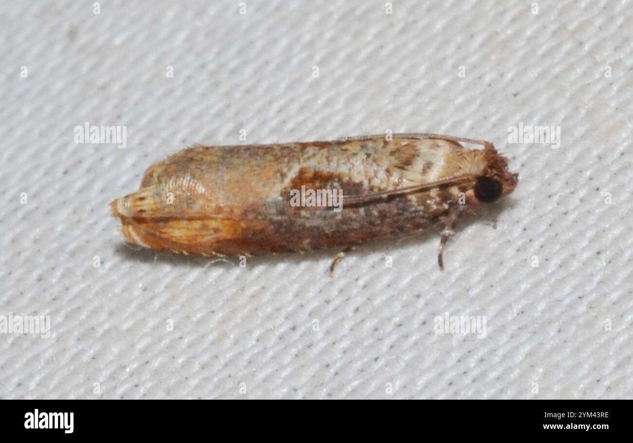 Maple Tip Borer Moth (Episimus tyrius Stock Photo - Alamy