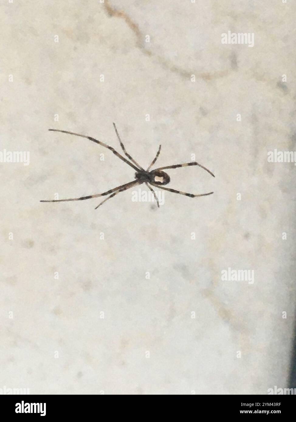 Widow Spiders (Latrodectus Stock Photo - Alamy