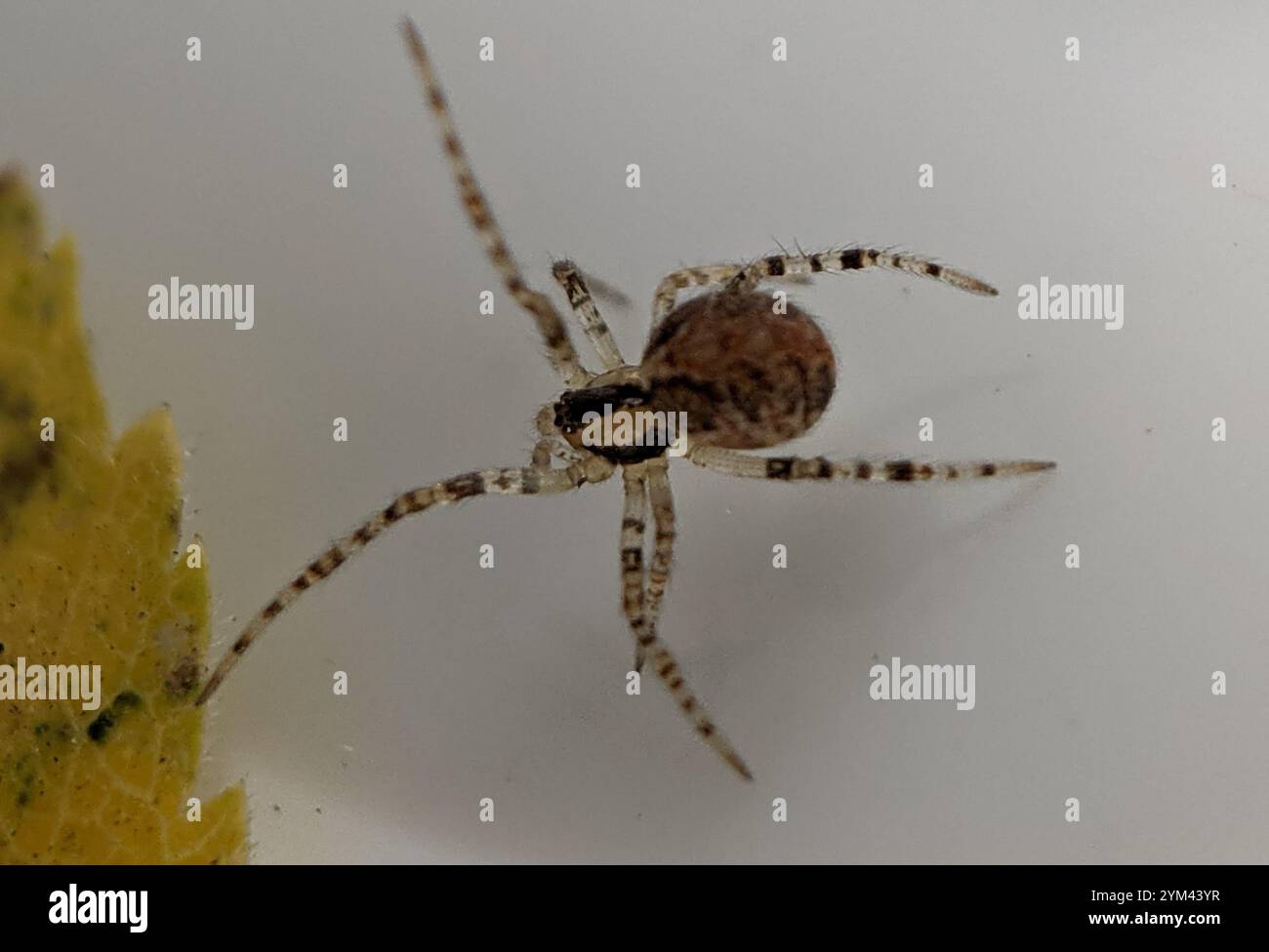 Typical Cobweb Spiders (Theridion Stock Photo - Alamy