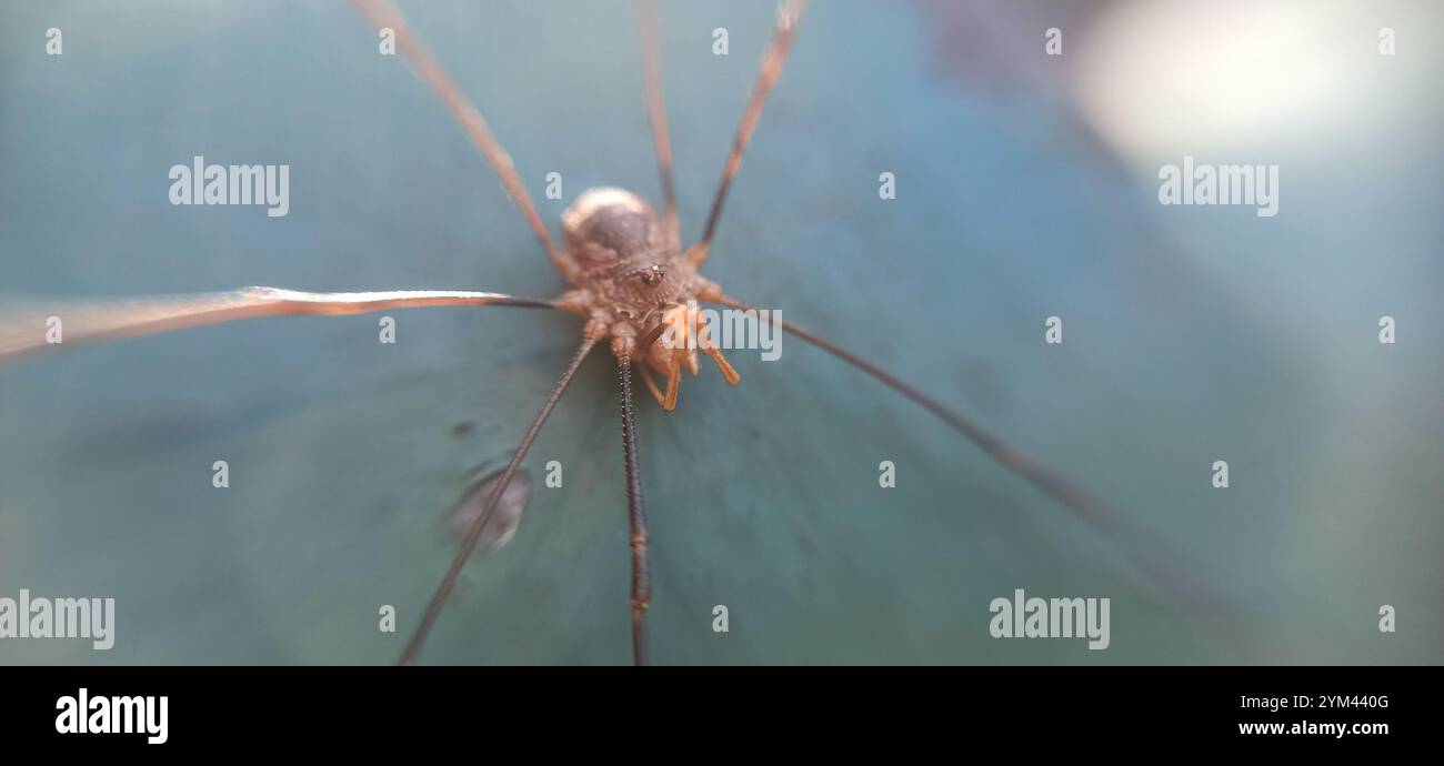 European Harvestman (Phalangium opilio Stock Photo - Alamy