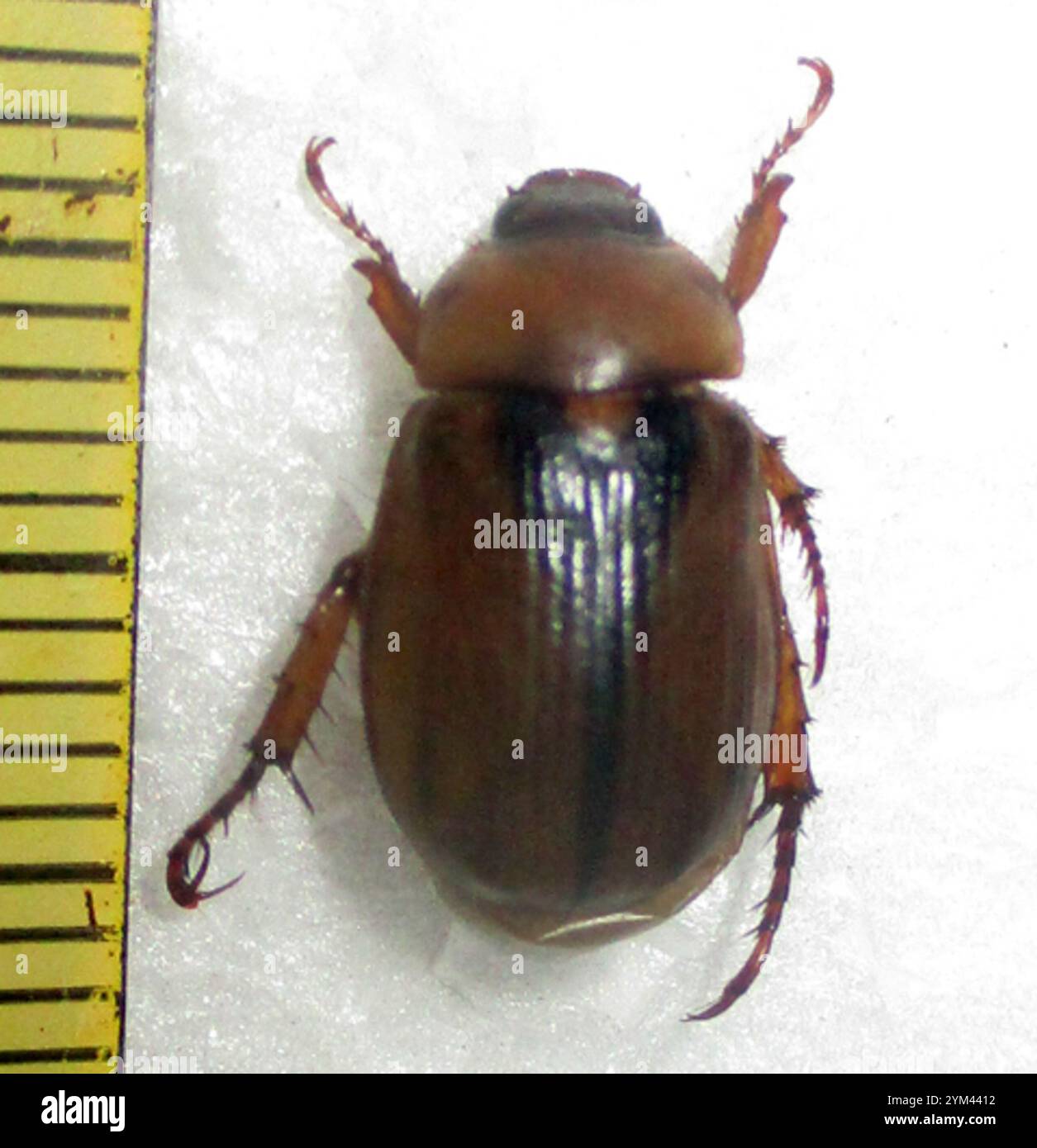 Shining Leaf Chafers (Rutelinae Stock Photo - Alamy
