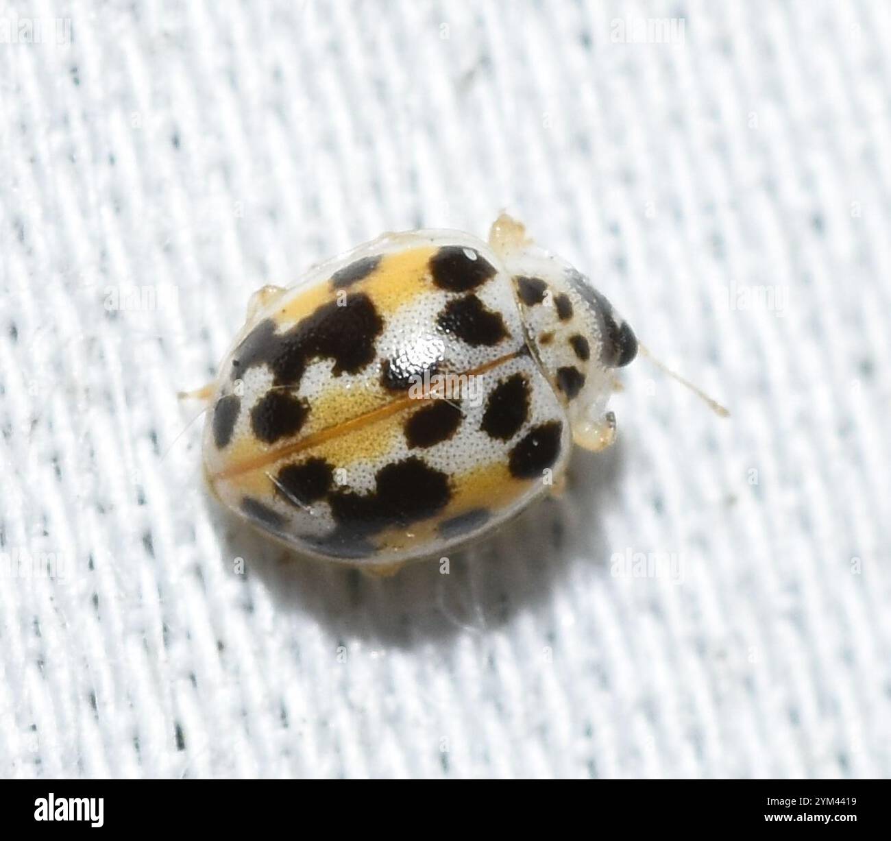 Twenty-spotted Lady Beetle (Psyllobora vigintimaculata Stock Photo - Alamy