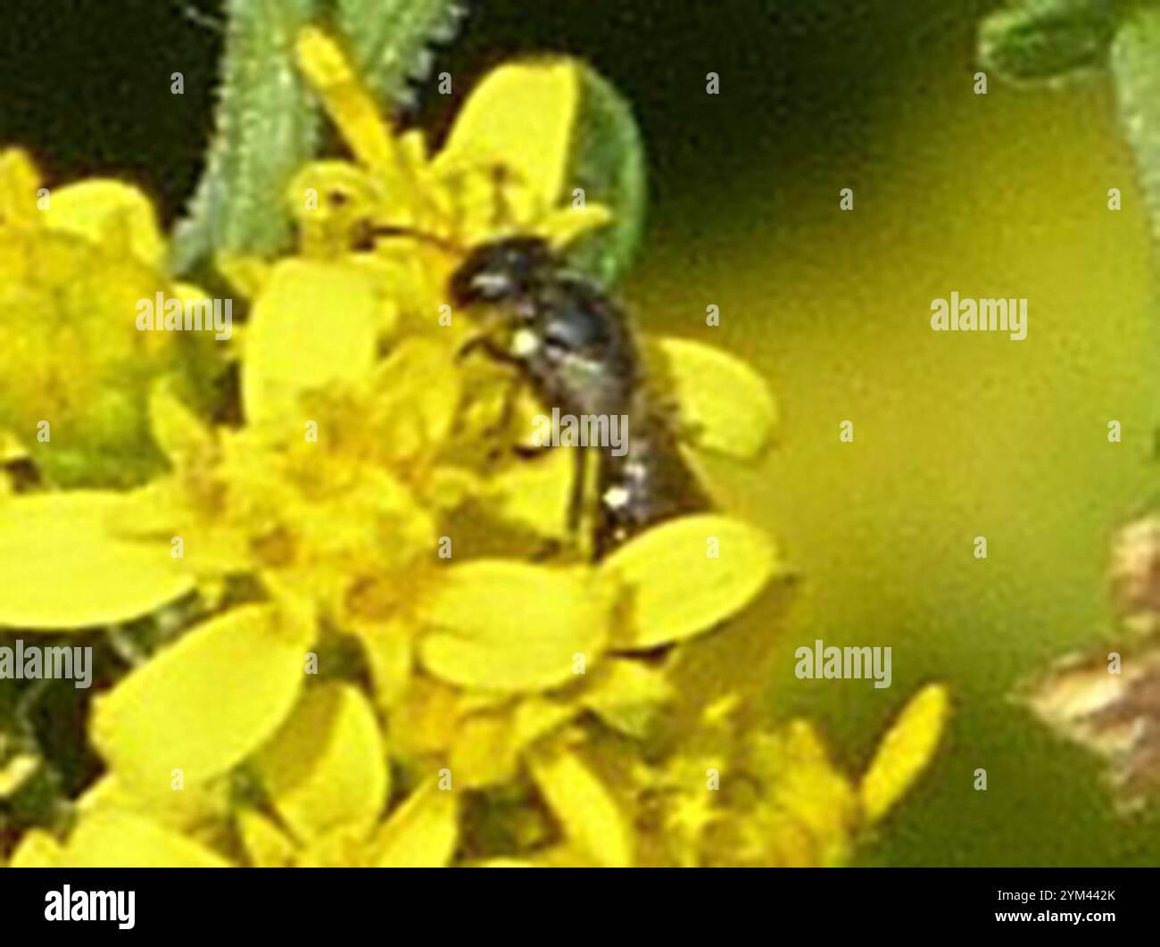 Masked Bees (Hylaeus Stock Photo - Alamy