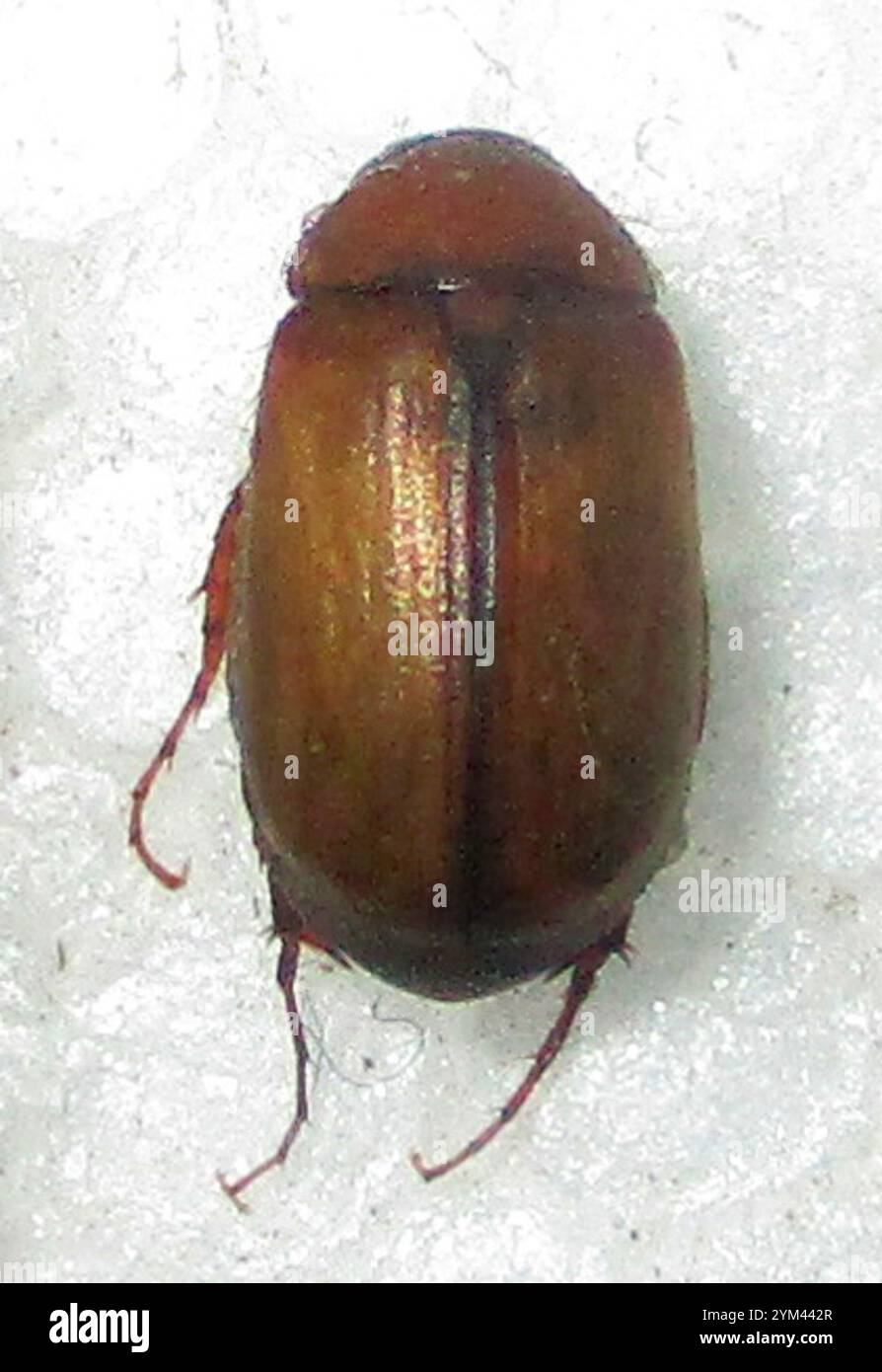 June Beetles (Melolonthinae Stock Photo - Alamy