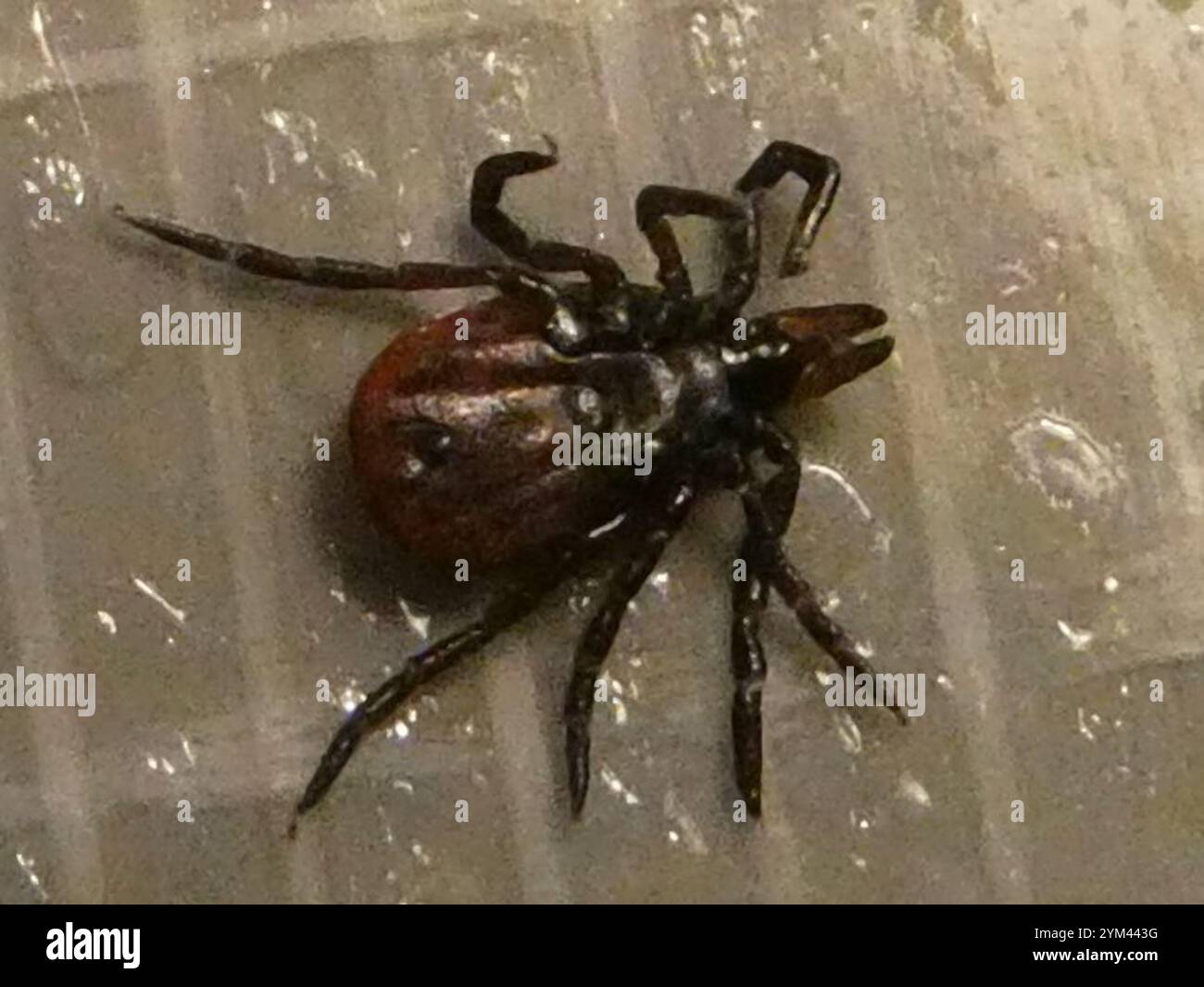 Eastern Black-legged Tick (Ixodes scapularis Stock Photo - Alamy