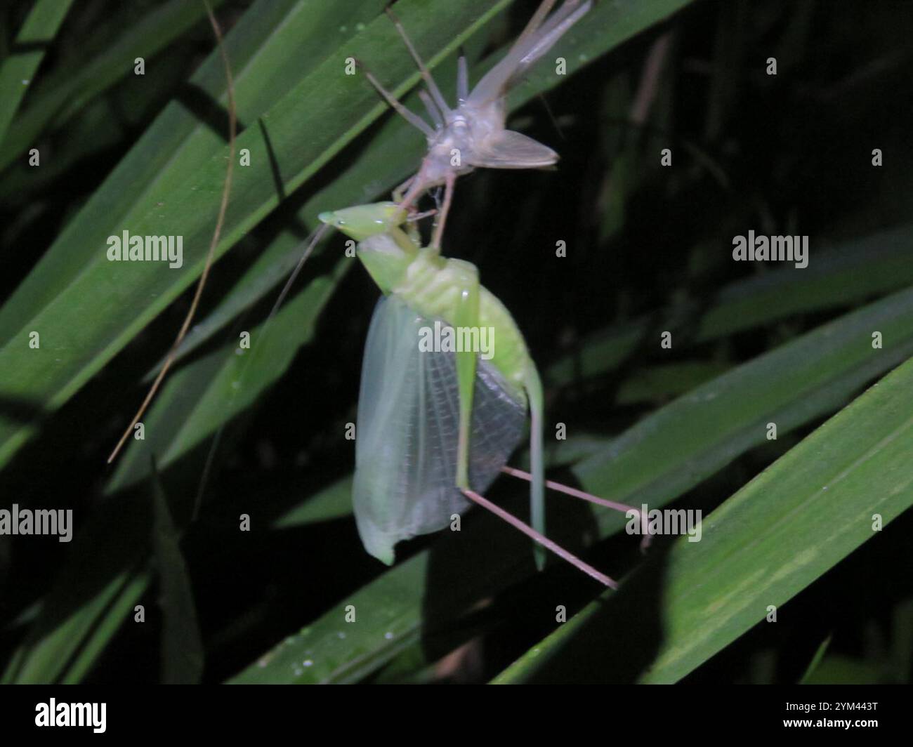 Coneheads hi-res stock photography and images - Alamy