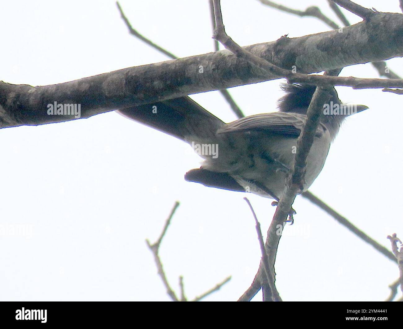 Sibilator hi-res stock photography and images - Alamy