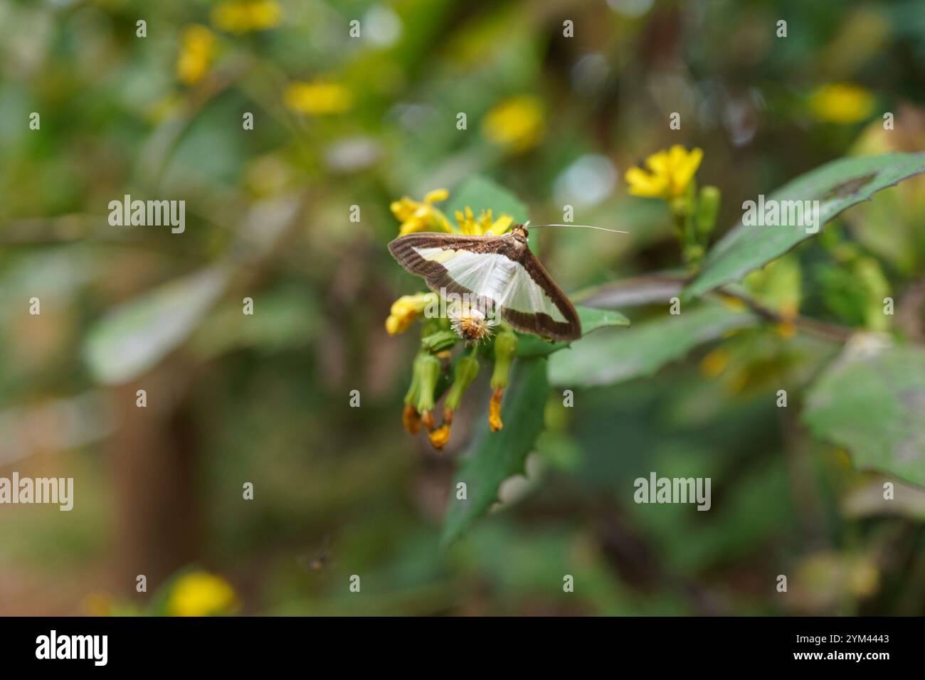 Cucumber Moth (Diaphania indica Stock Photo - Alamy