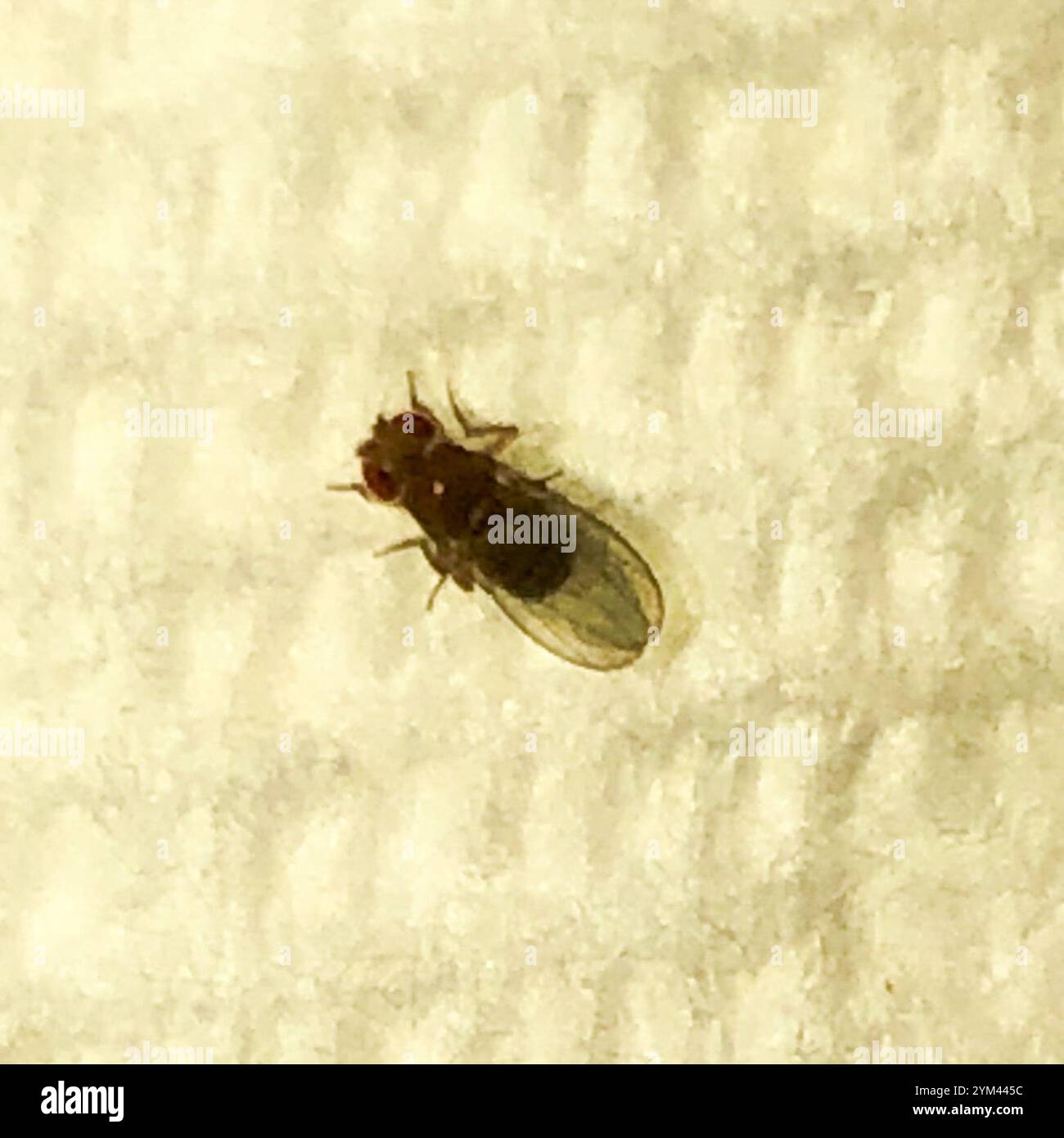 Small Fruit Flies (Drosophila Stock Photo - Alamy